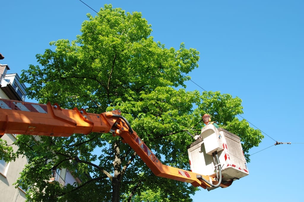 10 Tips To Help You Determine Whether To Fire And Replace A Tree ...